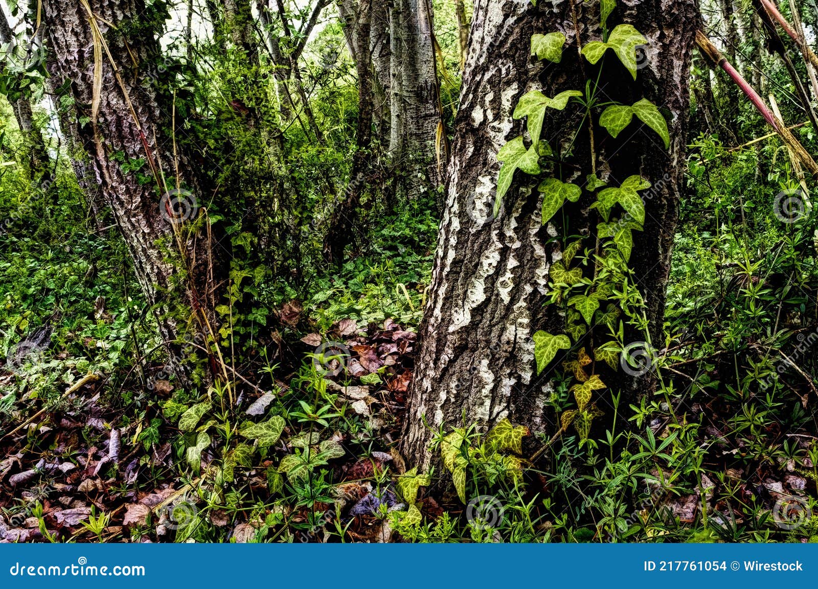 Trunks of Trees with Green Plants and Grass in a Forest Stock Photo ...