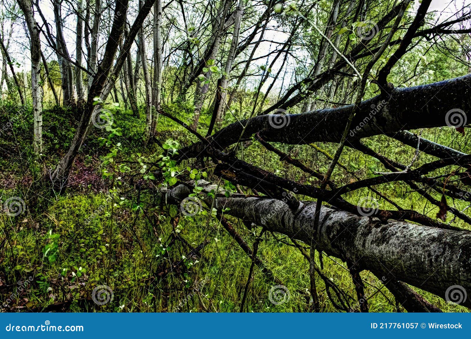 Trunks of Trees with Green Plants and Grass in a Forest Stock Image ...