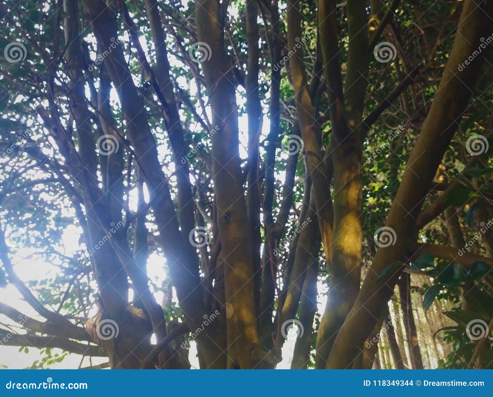 Trunks of Trees with an Intense Bright Light Stock Illustration ...