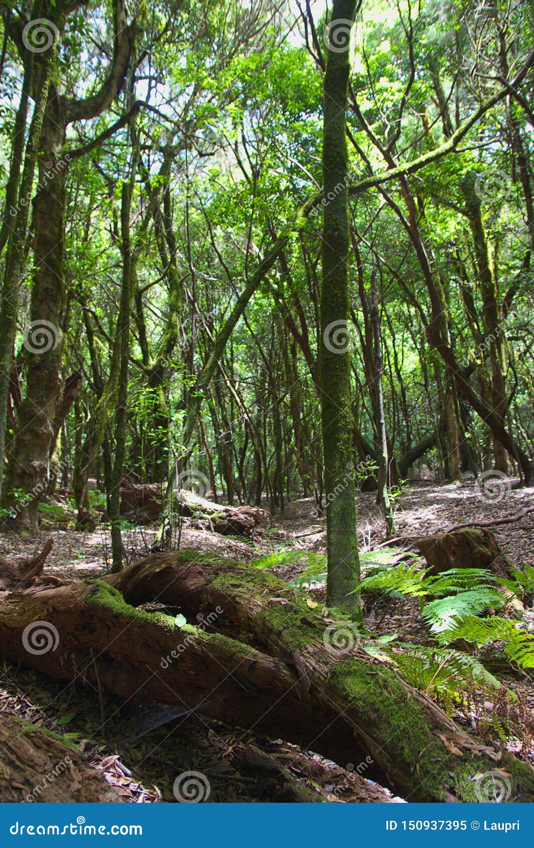 Trunks of Trees in a Laurel Forest Stock Image - Image of island, wood ...