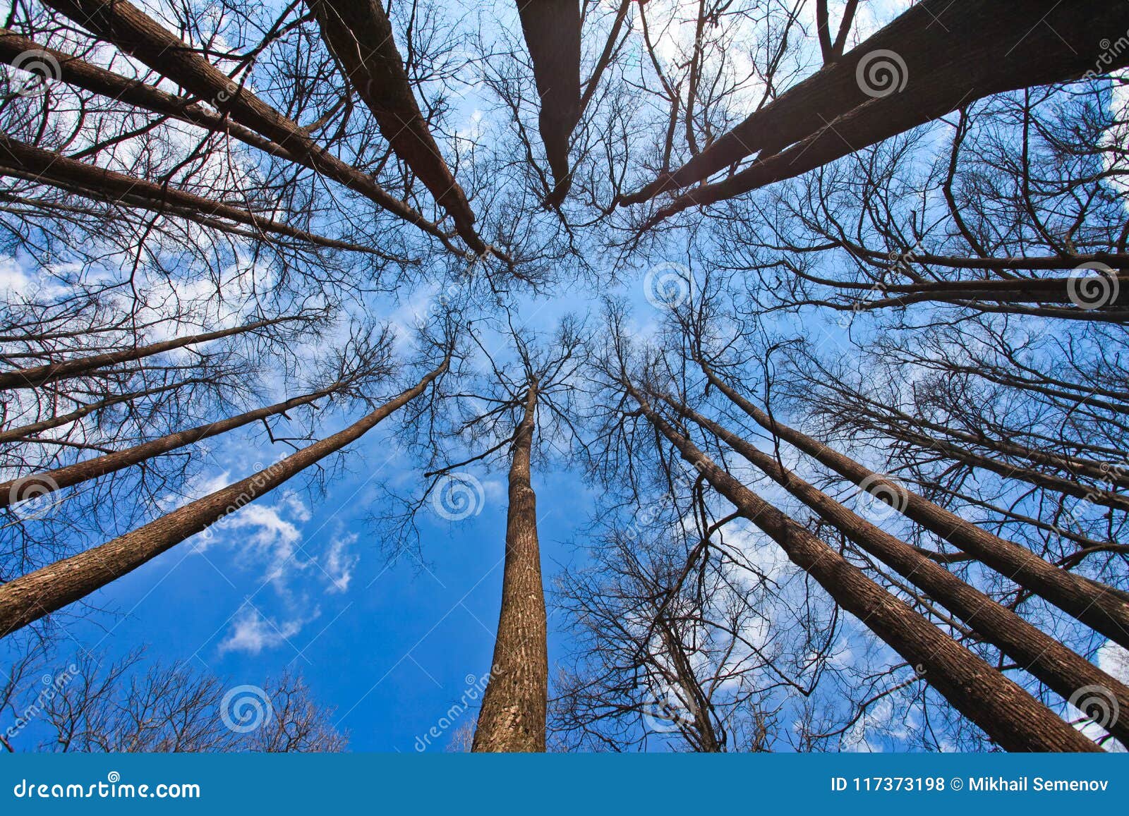 Trunks of Trees Leaving in the Blue Sky. Stock Photo - Image of ...