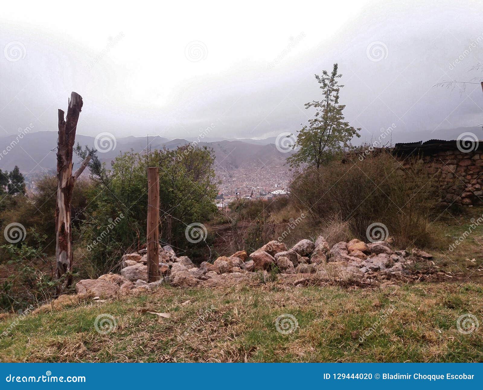 Trunks and trees nearby stock photo. Image of fall, close - 129444020