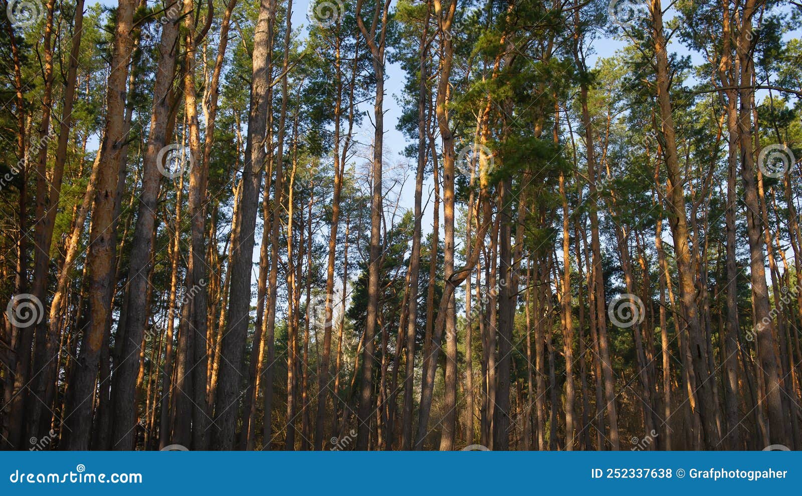 Trunks of Trees in a Pine Forest, Panoramic Landscape Stock Photo ...