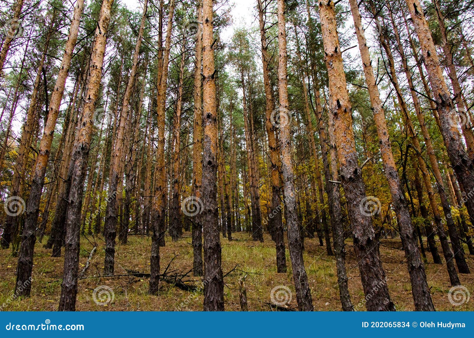 Trunks of Trees of Pine Forest Ukraine Stock Photo - Image of material ...