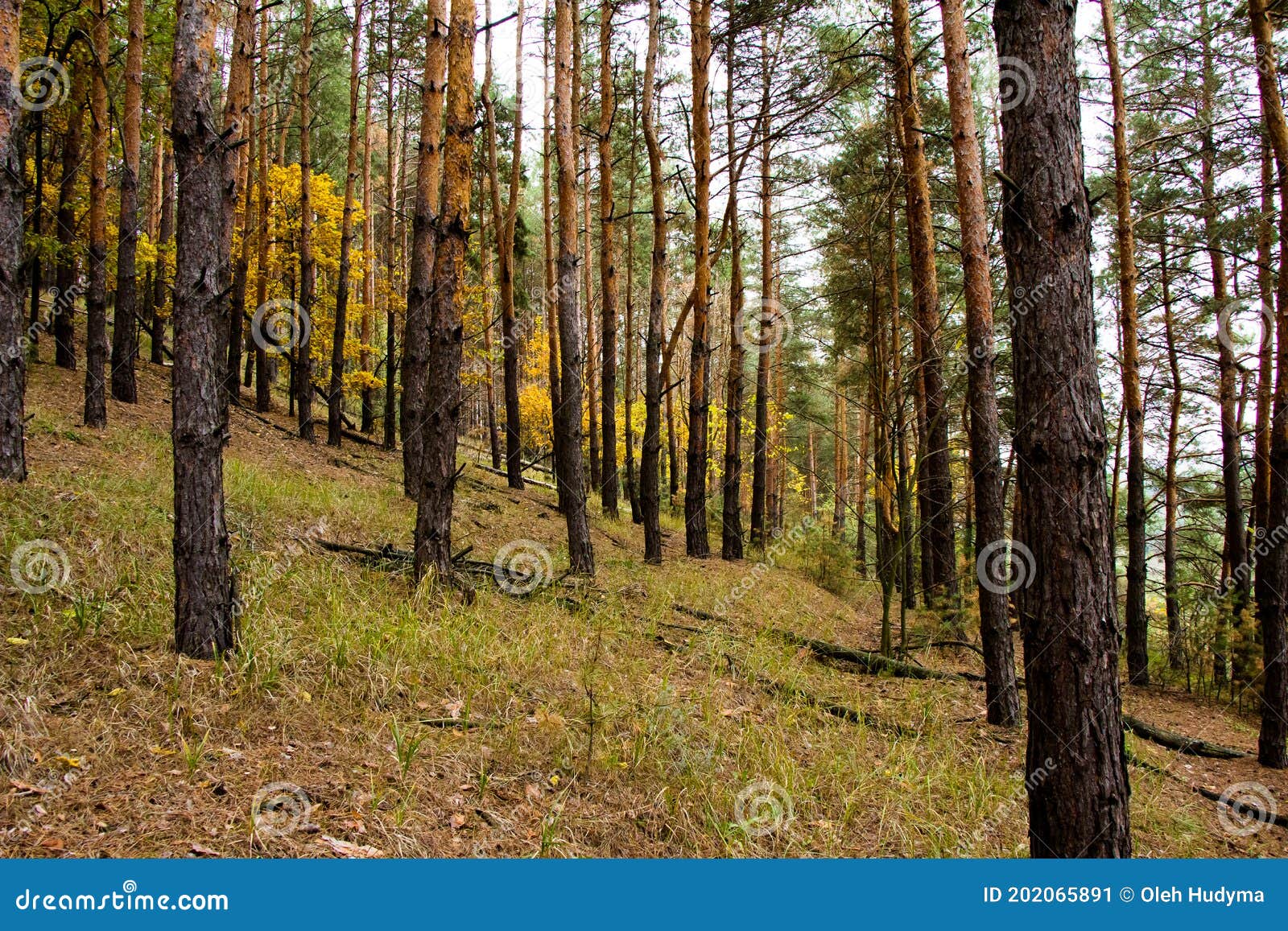 Trunks of Trees of Pine Forest Ukraine Stock Image - Image of boron ...