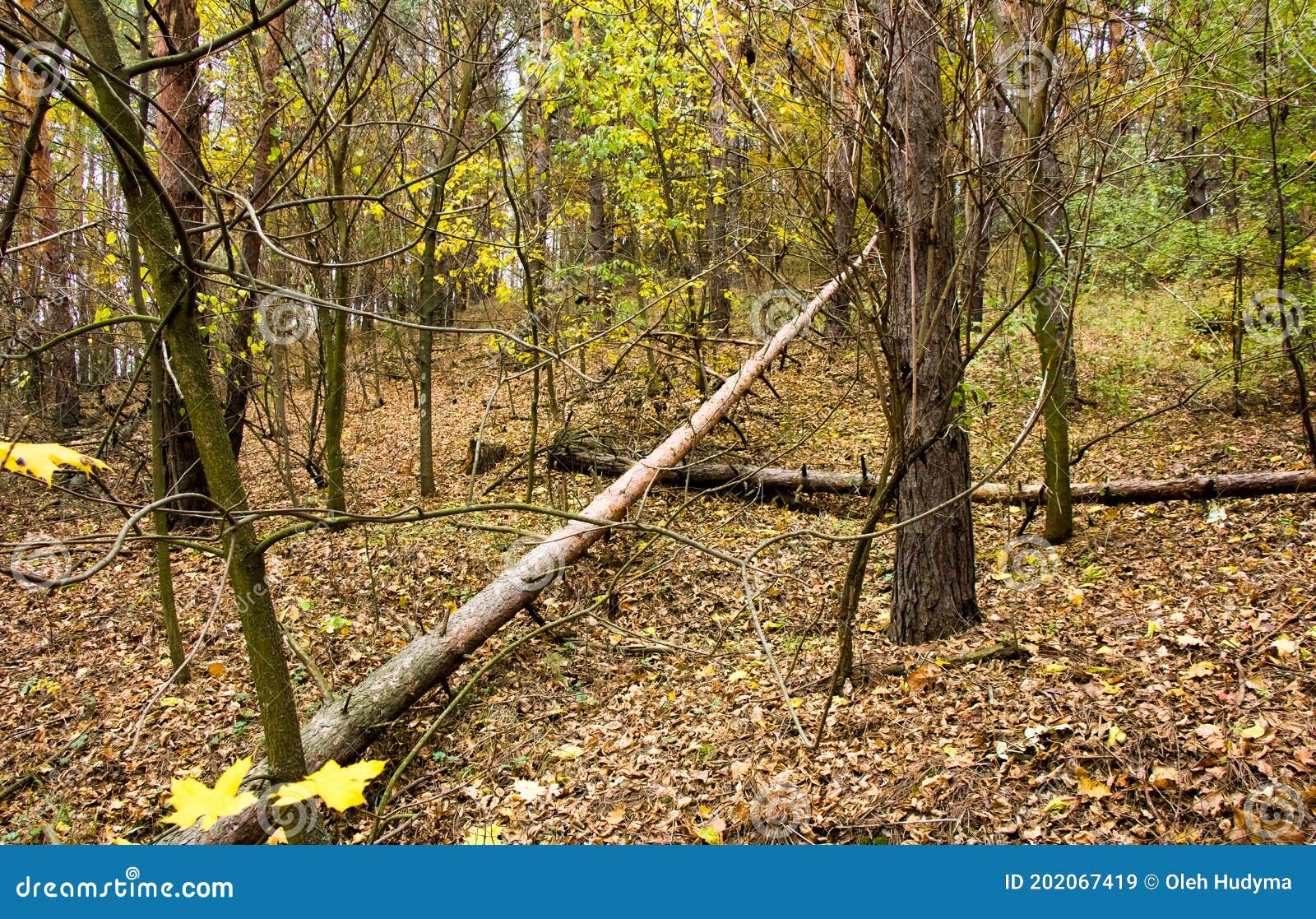 Trunks of Trees of Pine Forest Ukraine Stock Image - Image of trees ...