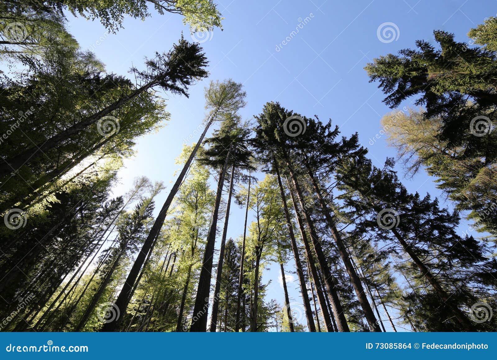 Trunks of Trees in Pristine Pine Forest, Pine and Beech Trees Firs ...