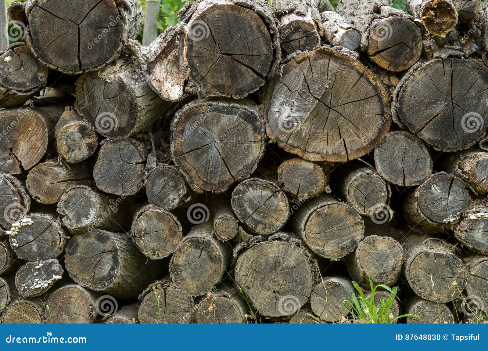 Trunks of trees stock photo. Image of plant, forest, ranged - 87648030