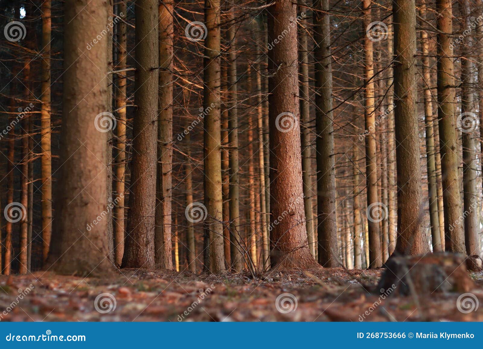 Trunks of Trees in a Spruce Forest at Sunset Stock Photo - Image of ...