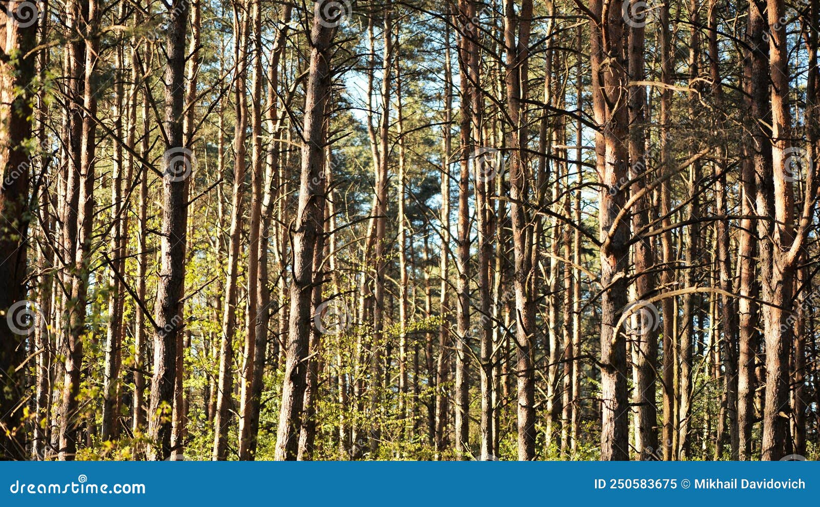 The Trunks of the Trees Sway in the Slight Breeze on a Spring Day ...