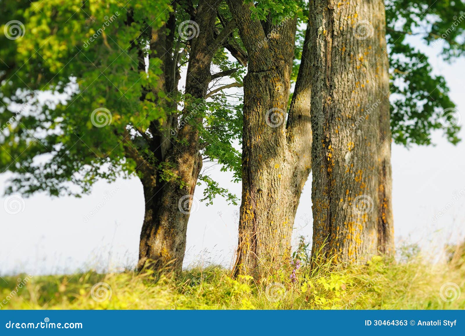 Trunks of Trees stock image. Image of summer, environment - 30464363