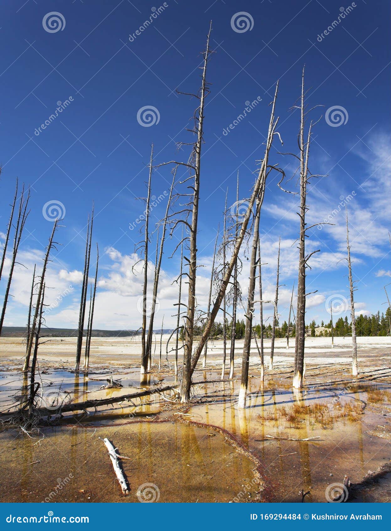The trunks of trees stock photo. Image of thermal, wood - 169294484