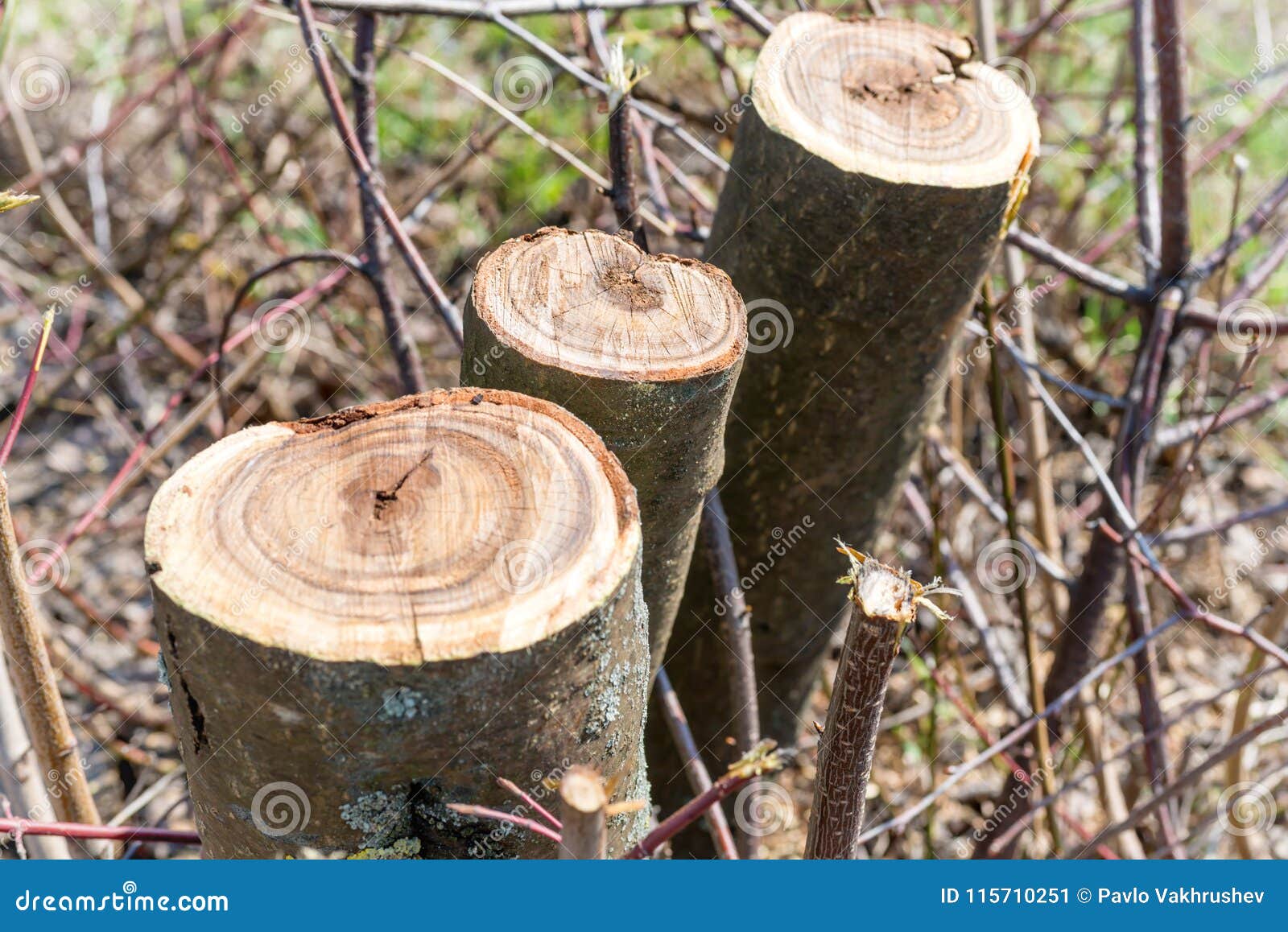 Trunks of trimmed trees stock image. Image of timber - 115710251