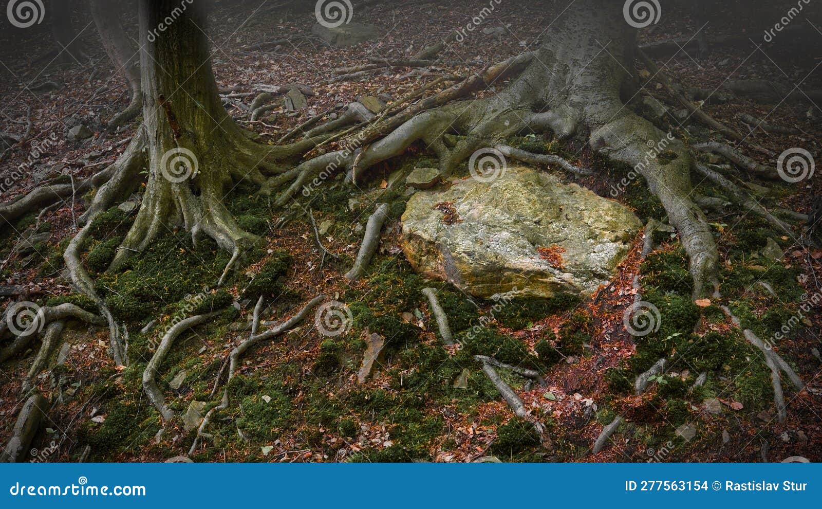 The Trunks of Two Trees in the Forest Surrounding a Piece of Rock in ...