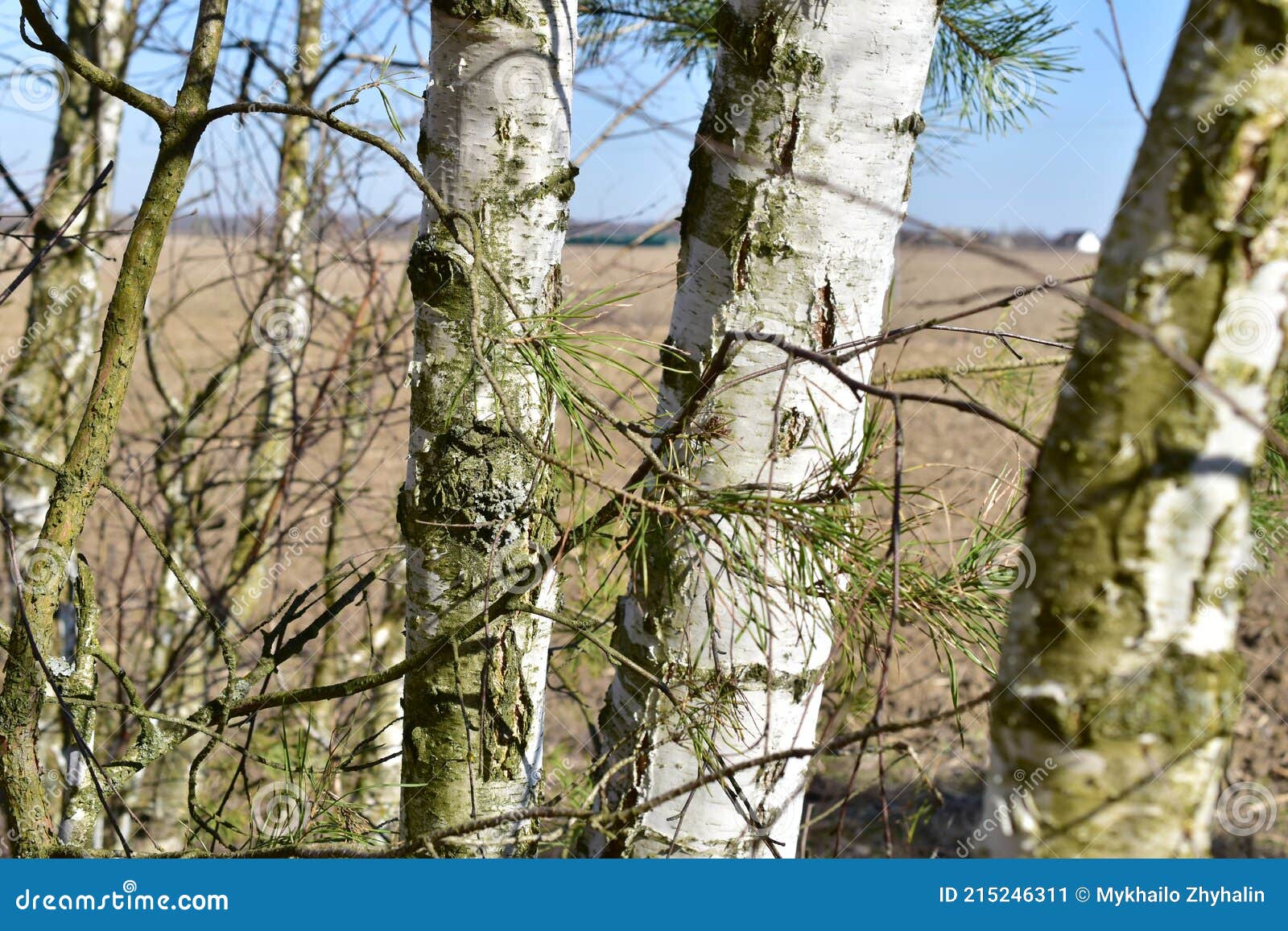 Trunks of White Birches in Early Spring. Stock Image - Image of forest, trunk: 215246311