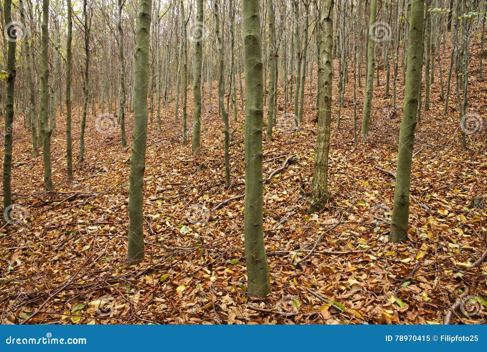 Young Beech Illuminated By The Rays Of The Rising Sun. Stock Photo ...
