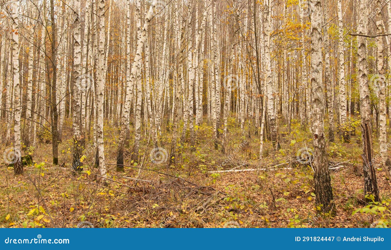 Trunks of Young Birches in the Forest in Autumn Stock Image - Image of nature, tree: 291824447
