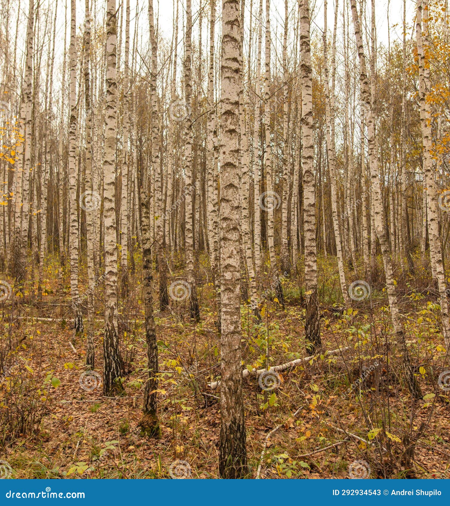Trunks of Young Birches in the Forest in Autumn Stock Image - Image of environment, grow: 292934543