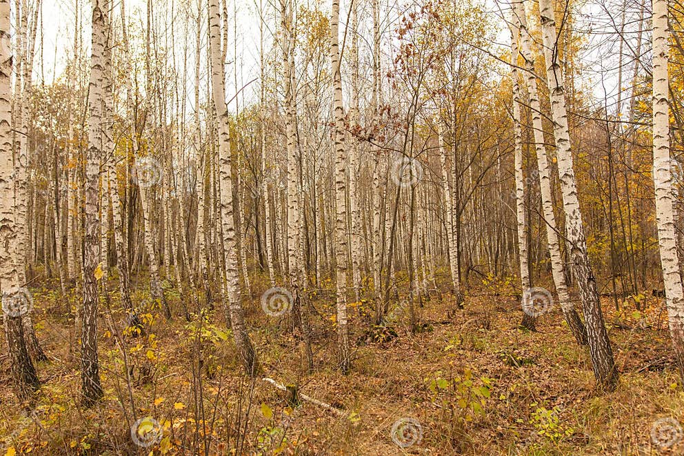 Trunks of Young Birches in the Forest in Autumn Stock Image - Image of texture, natural: 292951897