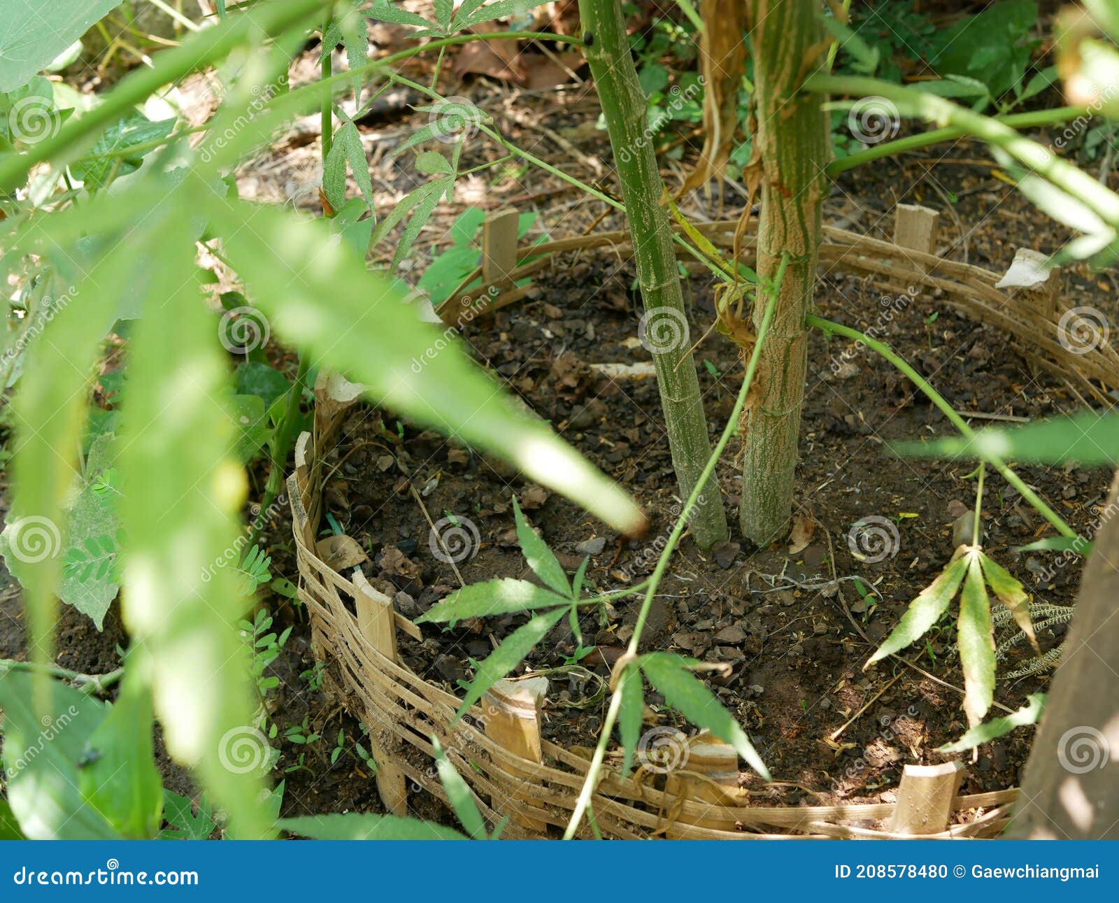 Trunks of a Young Marijuana Tree, Cannabis, Growing in a Backyard ...