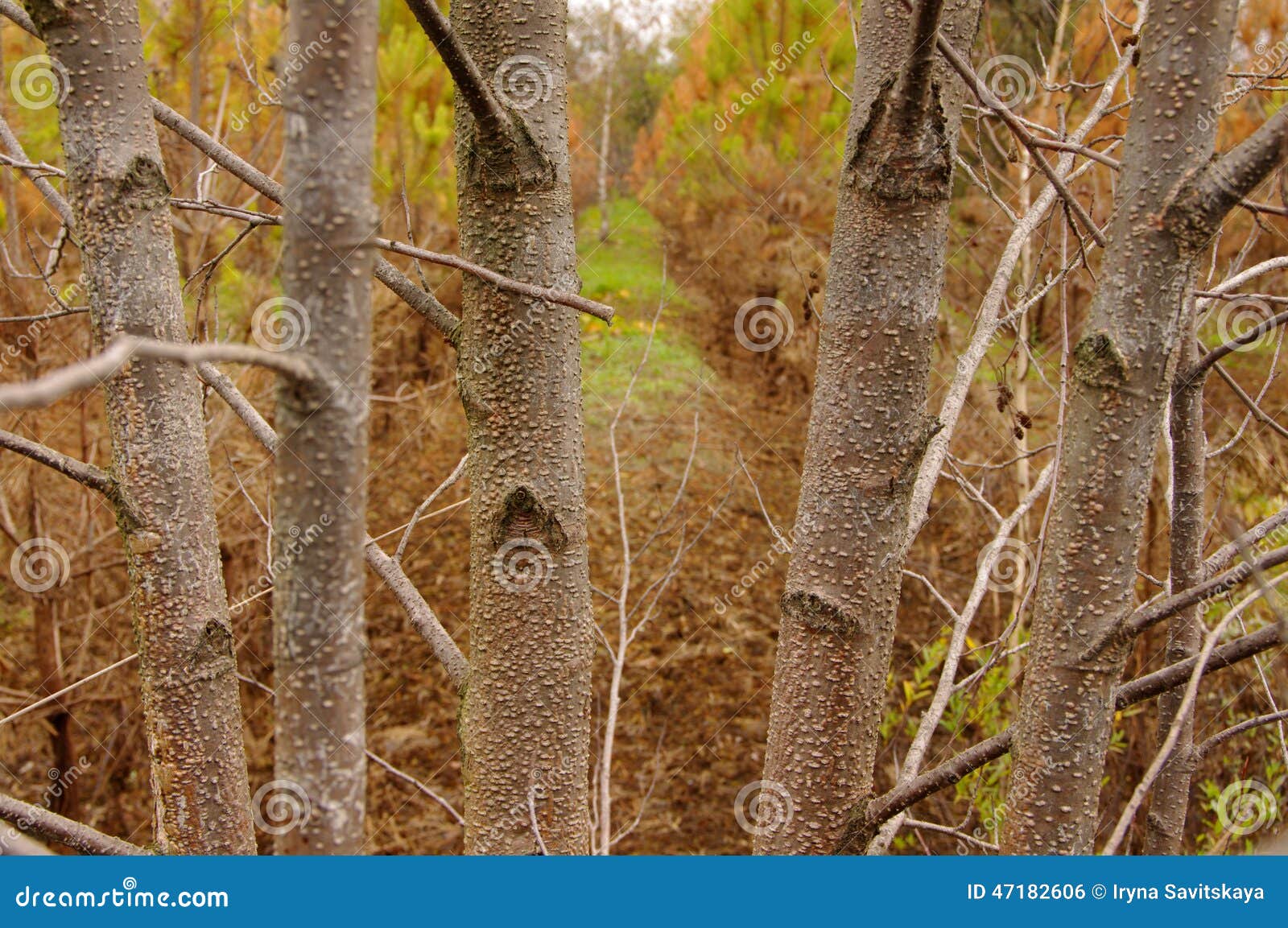 Trunks of Young Trees of an Aspen Stock Photo - Image of aspen ...