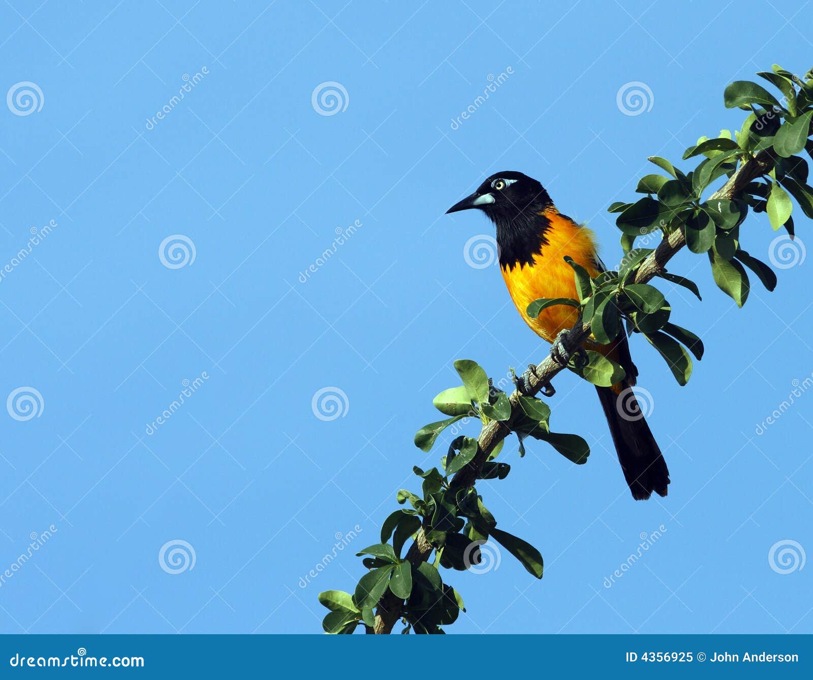Trupial stock image. Image of bird, orange, trupial, wings - 4356925