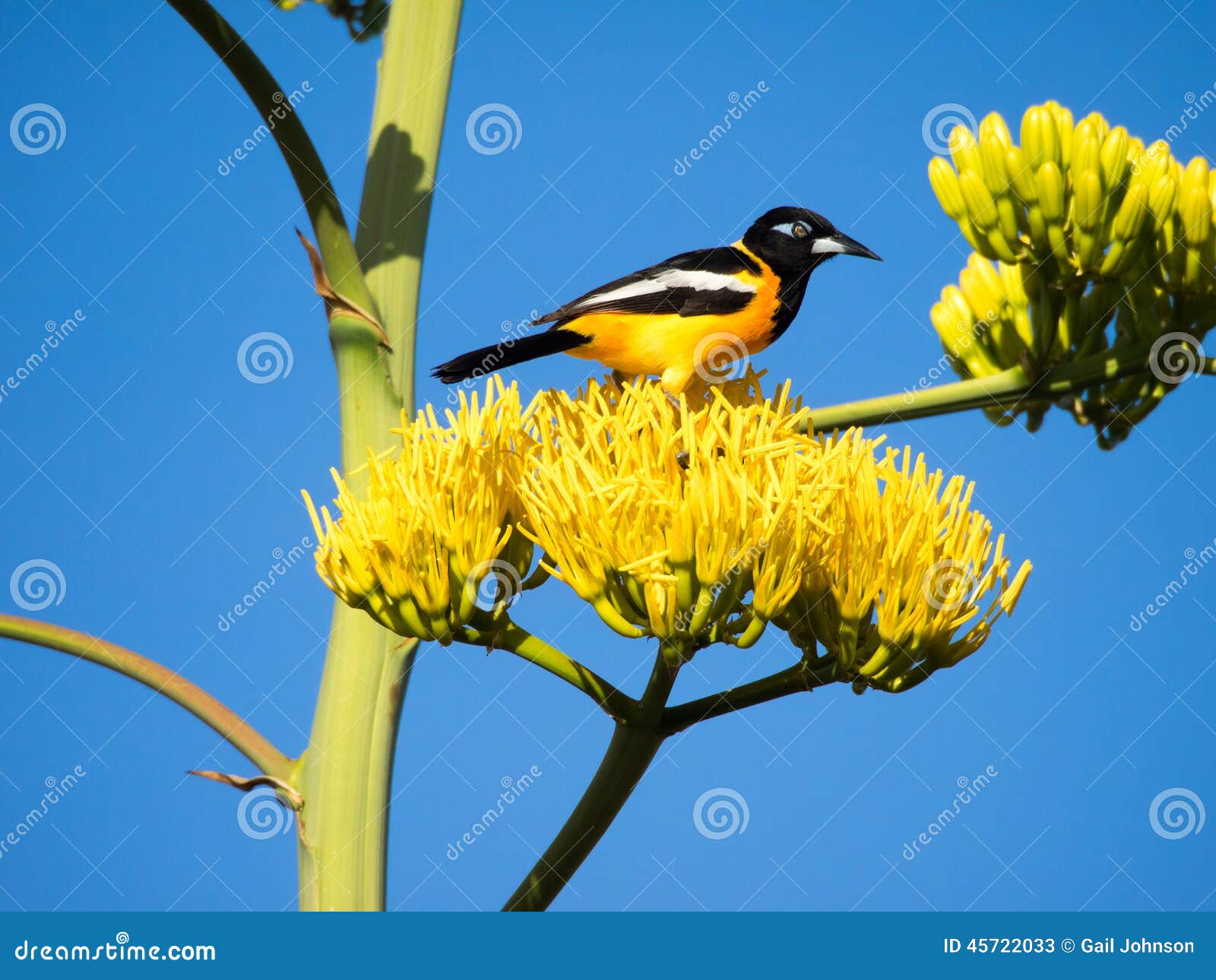 Trupial stockbild. Bild von küstenlinie, tropisch, erker - 45722033