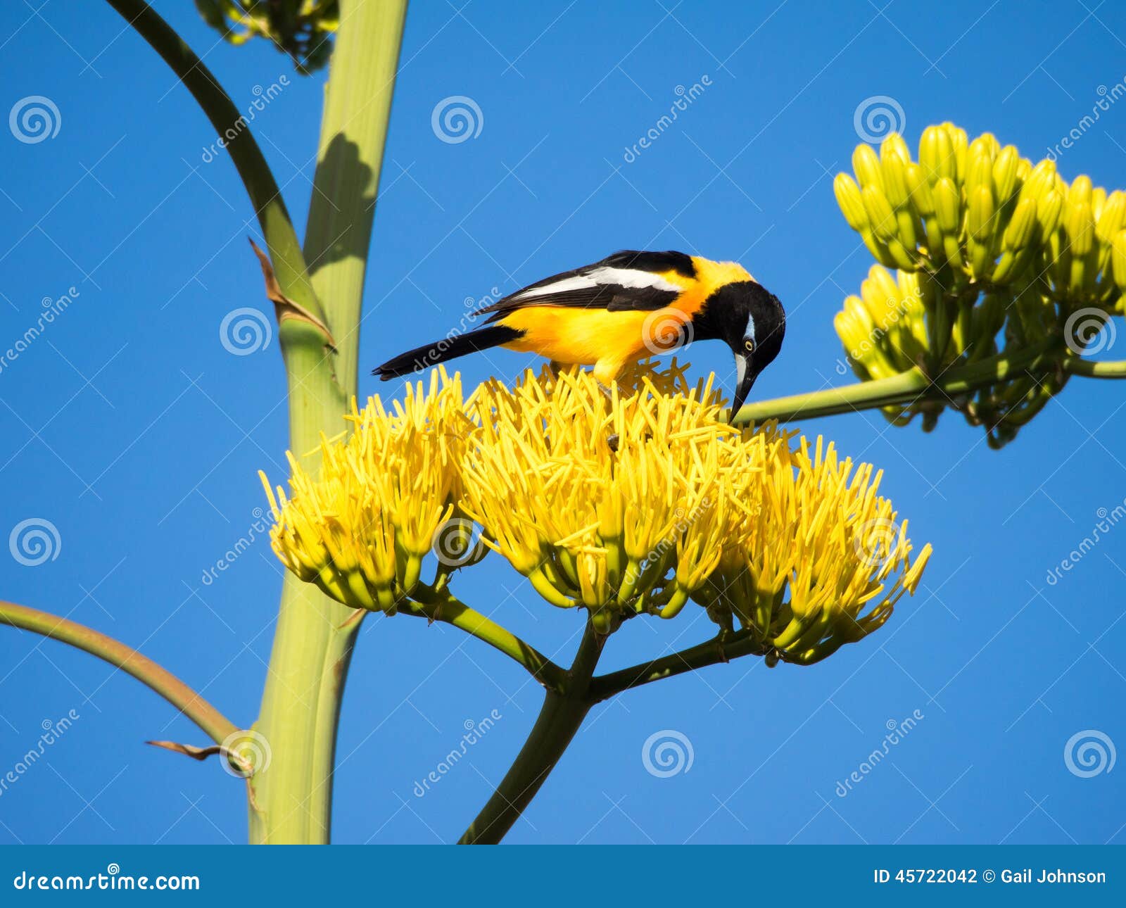 Trupial foto de archivo. Imagen de planta, antillas, mirador - 45722042