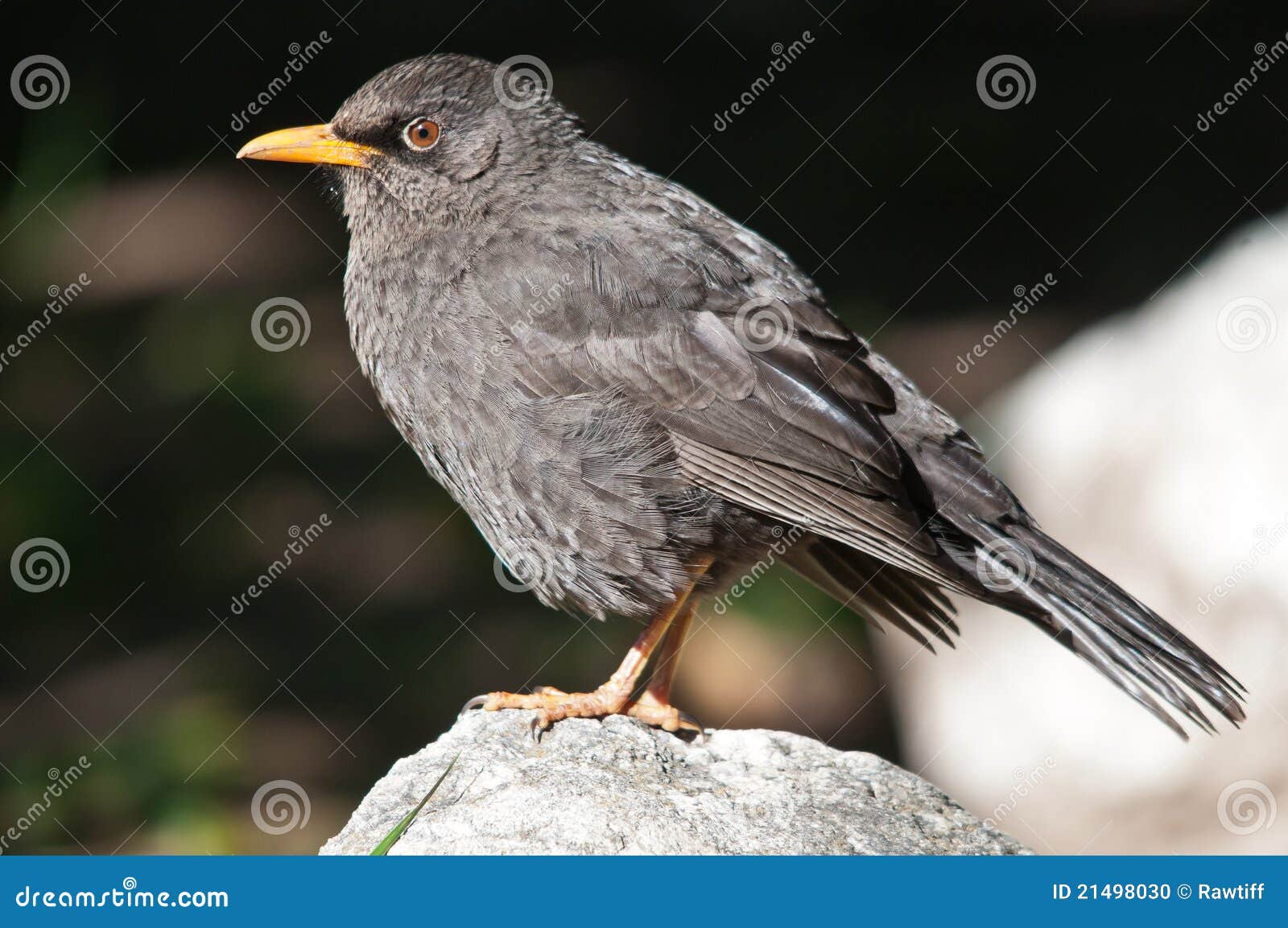 Trush birds. stock photo. Image of feathers, aves, peak - 21498030