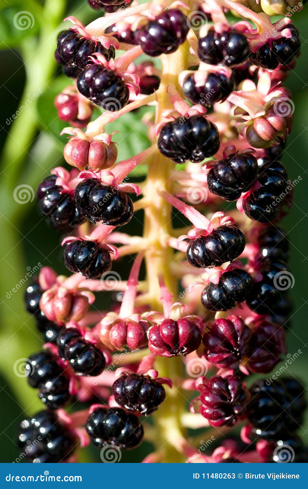 American Pokeweed Poisonous Plant With Berries Stock Image ...