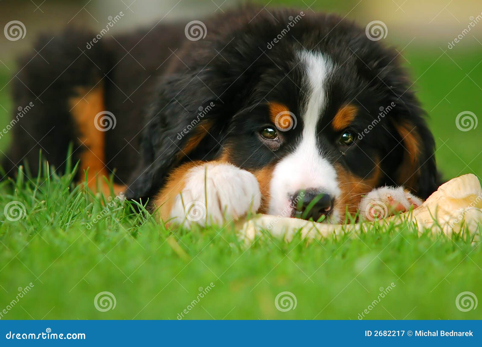 A trustful friend stock image. Image of mountain, berner - 2682217