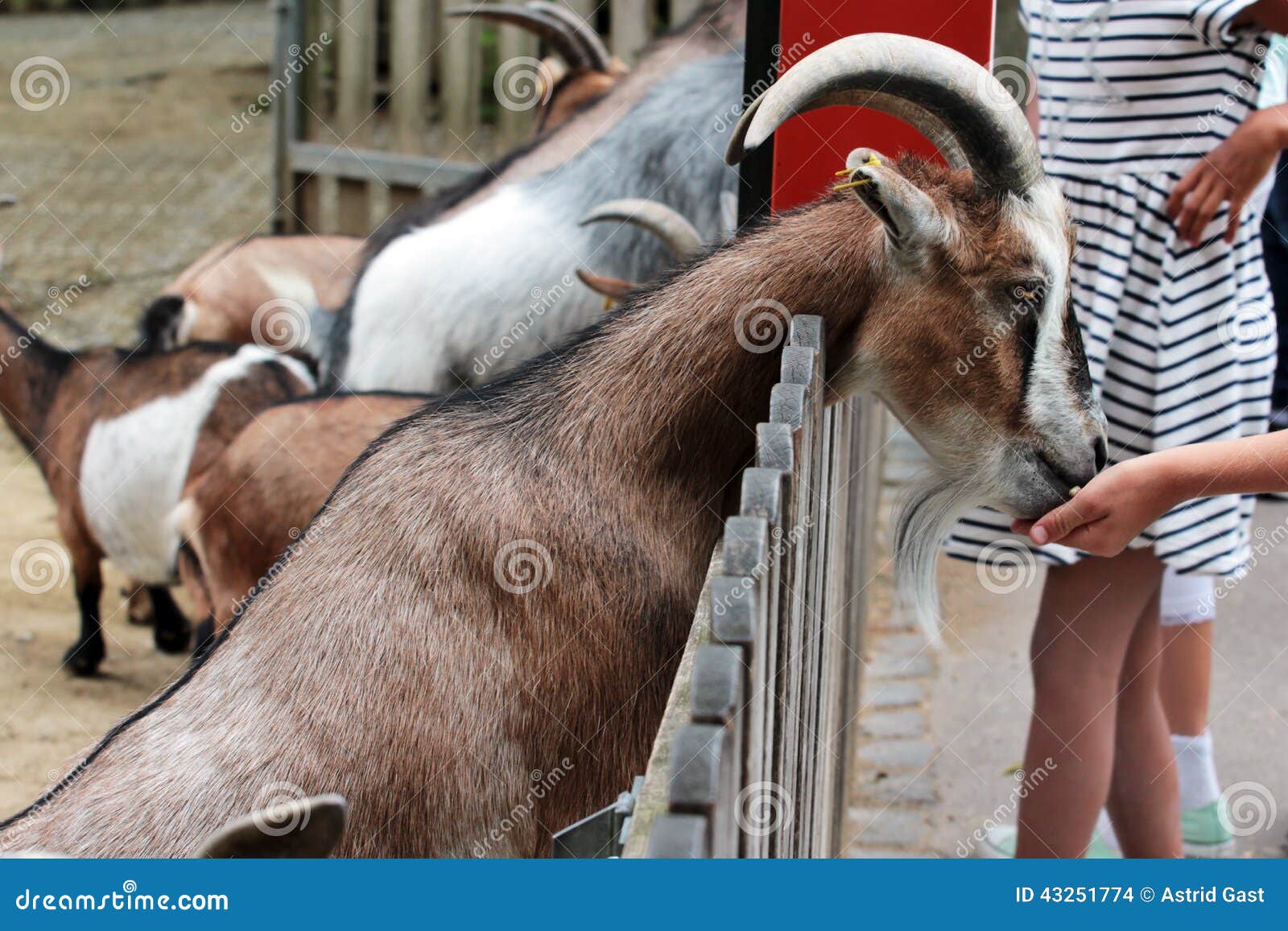 Trusting goat stock photo. Image of give, hands, friendship - 43251774