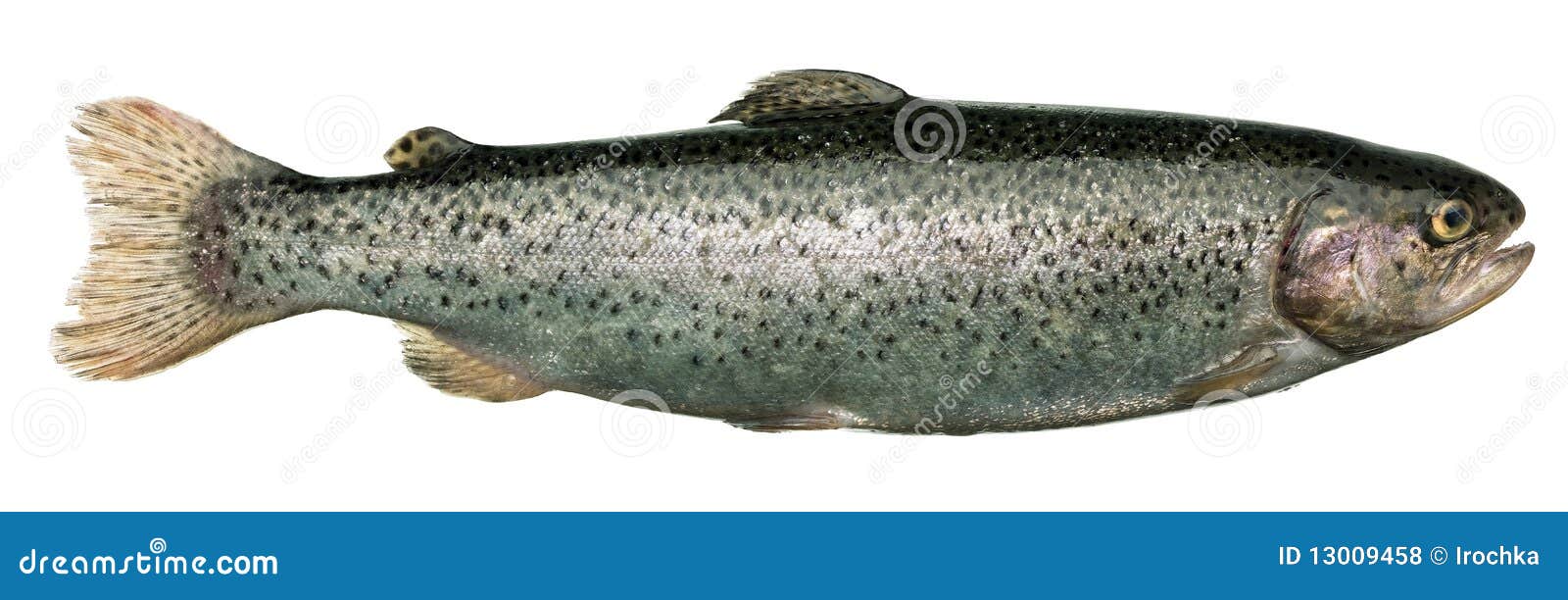 Truta foto de stock. Imagem de acima, peixes, nutritivo - 13009458