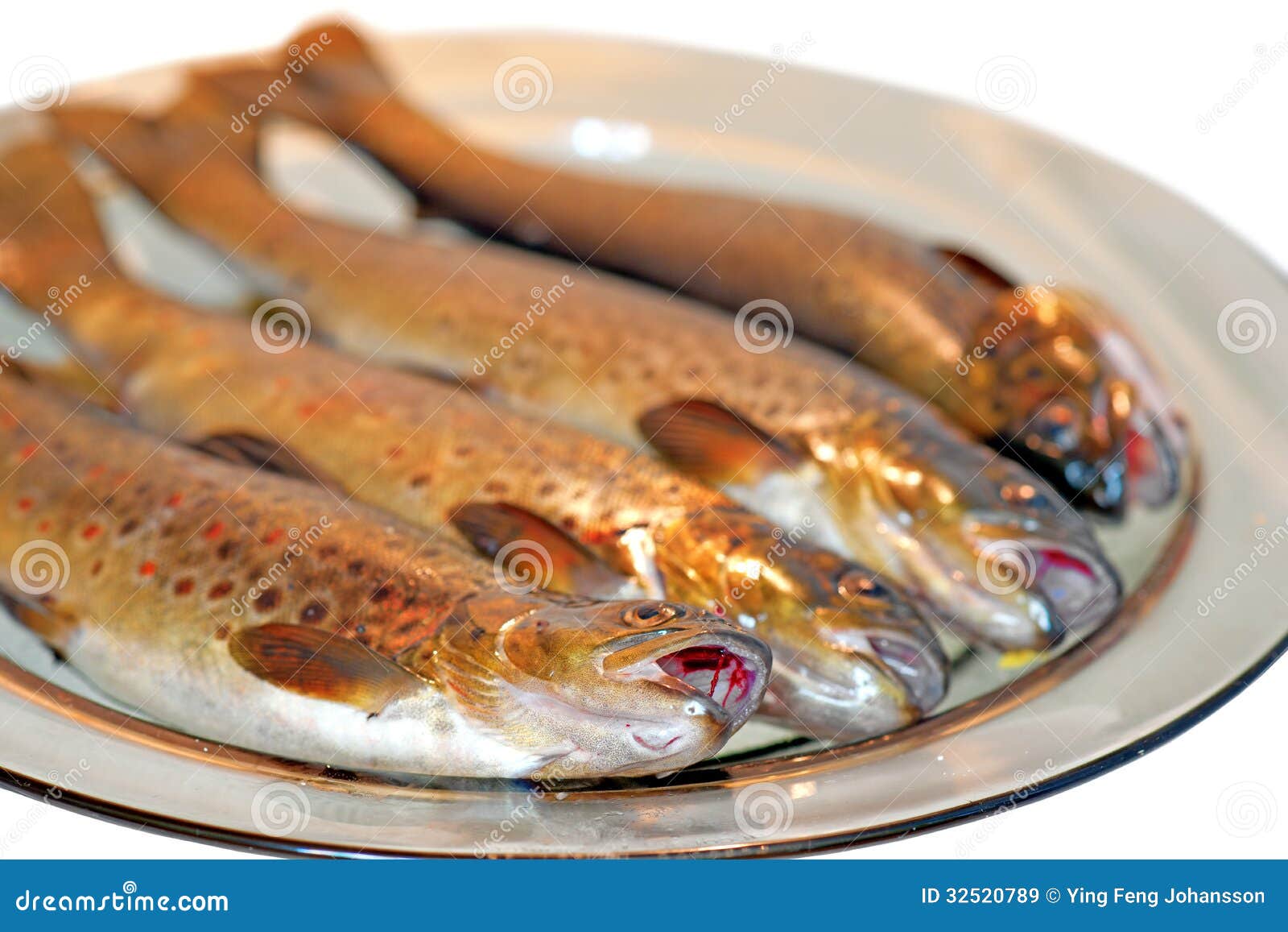 Truta imagem de stock. Imagem de peixes, quatro, travado - 32520789