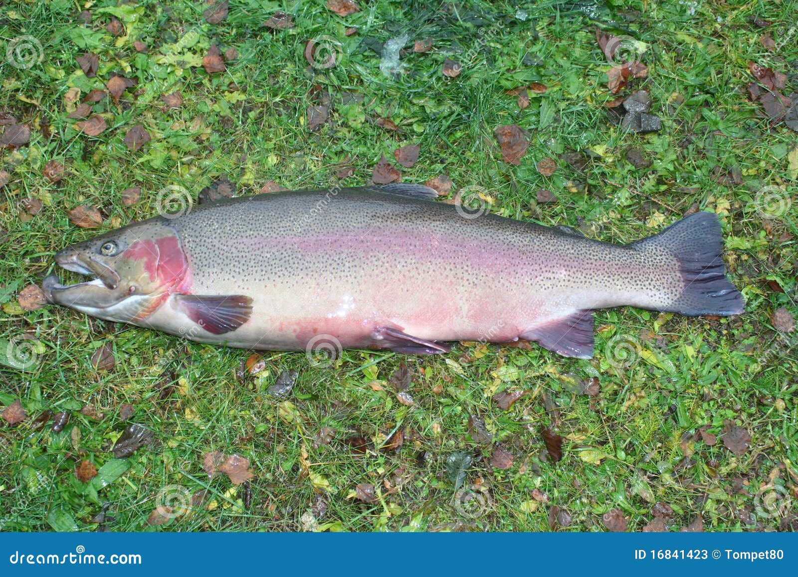 Truta de arco-íris. imagem de stock. Imagem de aleta - 16841423