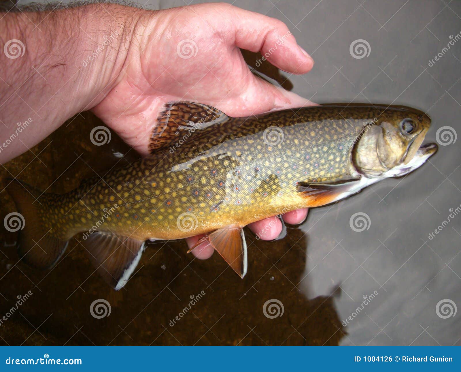 Truta de ribeiro da noite foto de stock. Imagem de peixes - 1004126