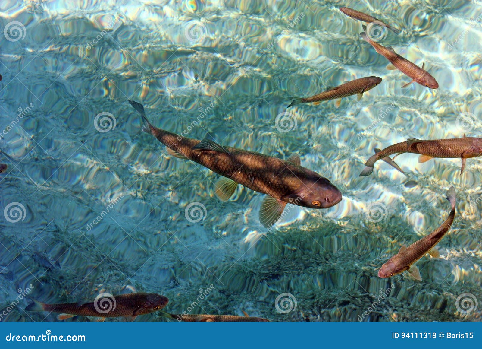 Truta grande foto de stock. Imagem de grande, selvagem - 94111318