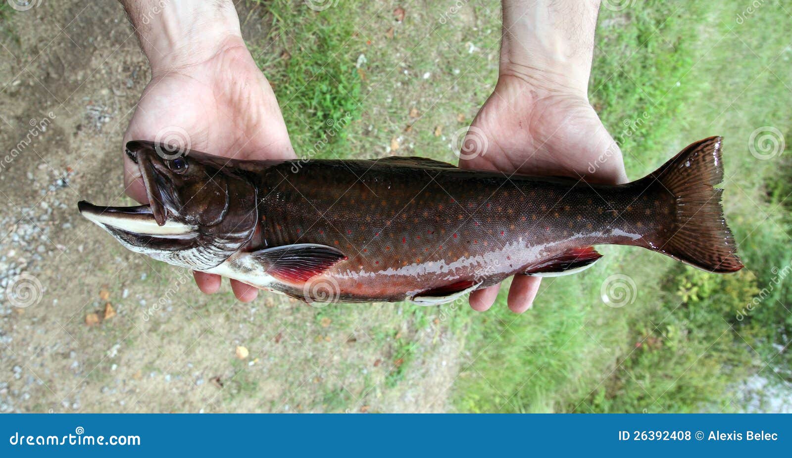 Truta masculina foto de stock. Imagem de fresco, macho - 26392408