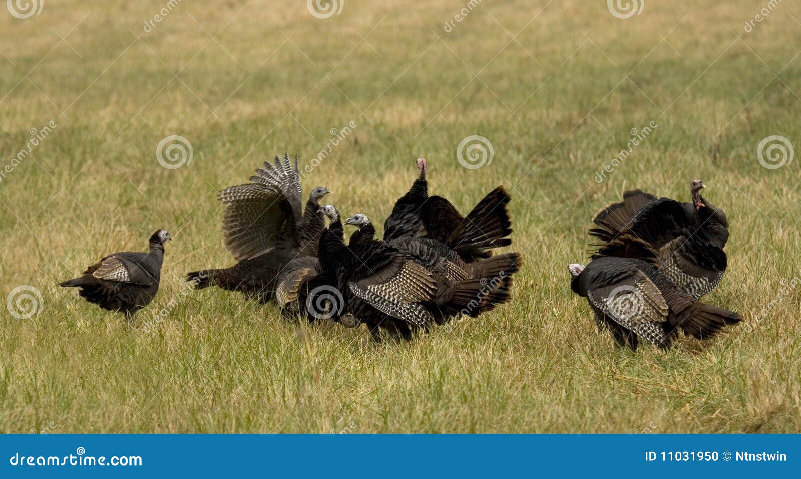Truthähne I stockfoto. Bild von truthahn, gras, nord - 11031950