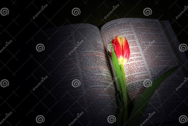 Truth and Light stock image. Image of love, illuminate - 4244017