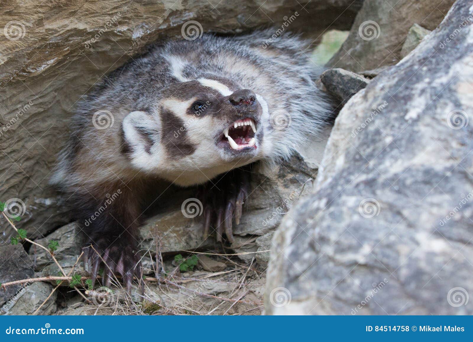 Angry European Badger