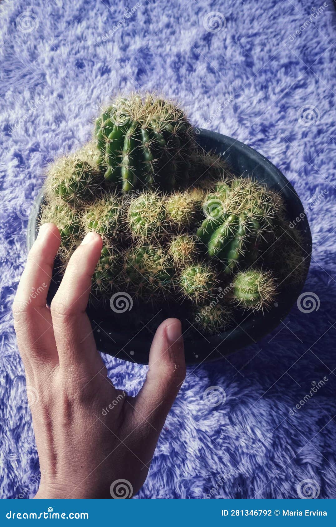 Try To Touch the Cactus with My Hand in this Morning Stock Photo ...