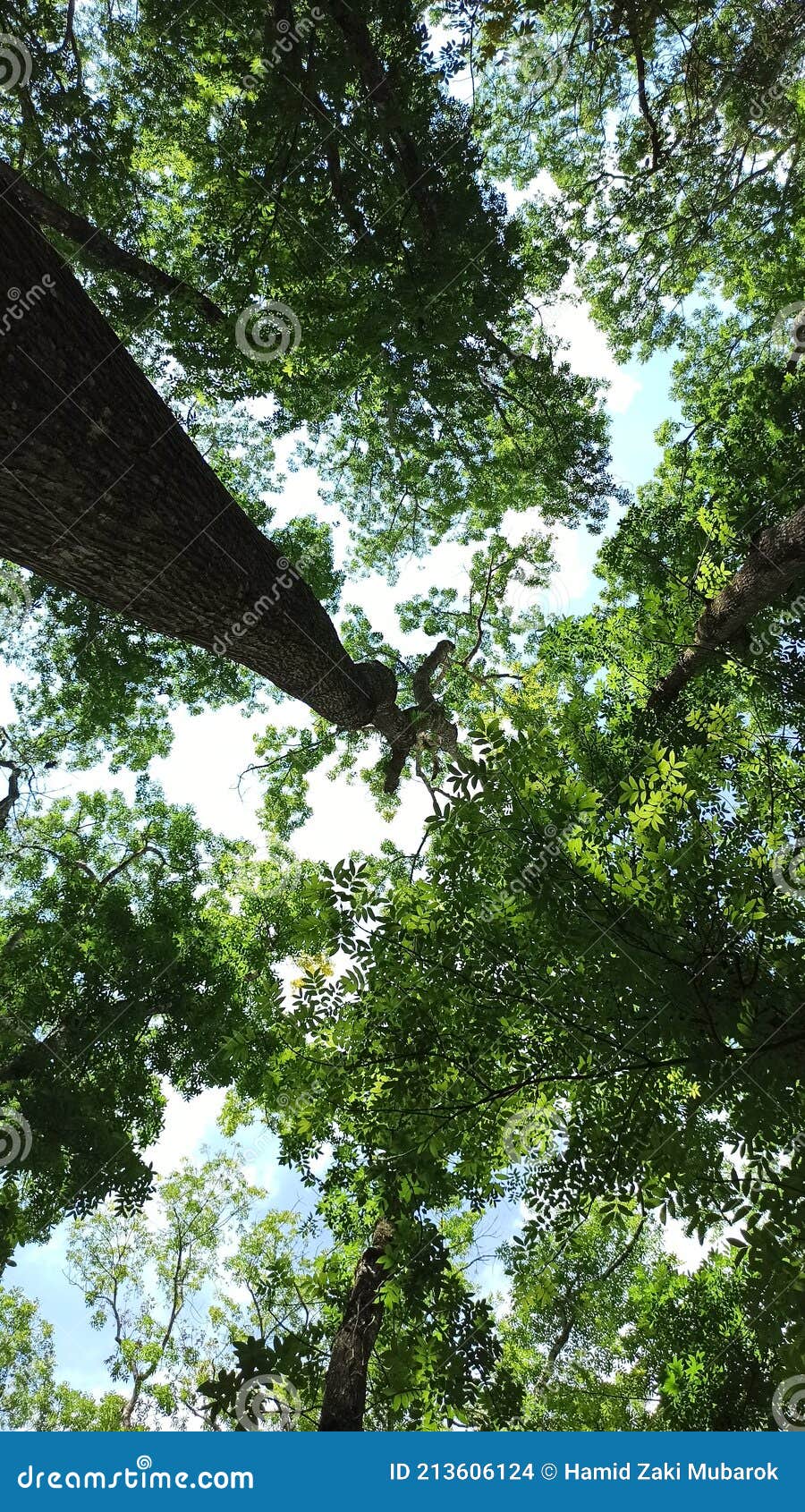 Trying To Take Different Angles in a Forest Stock Photo - Image of leaf ...