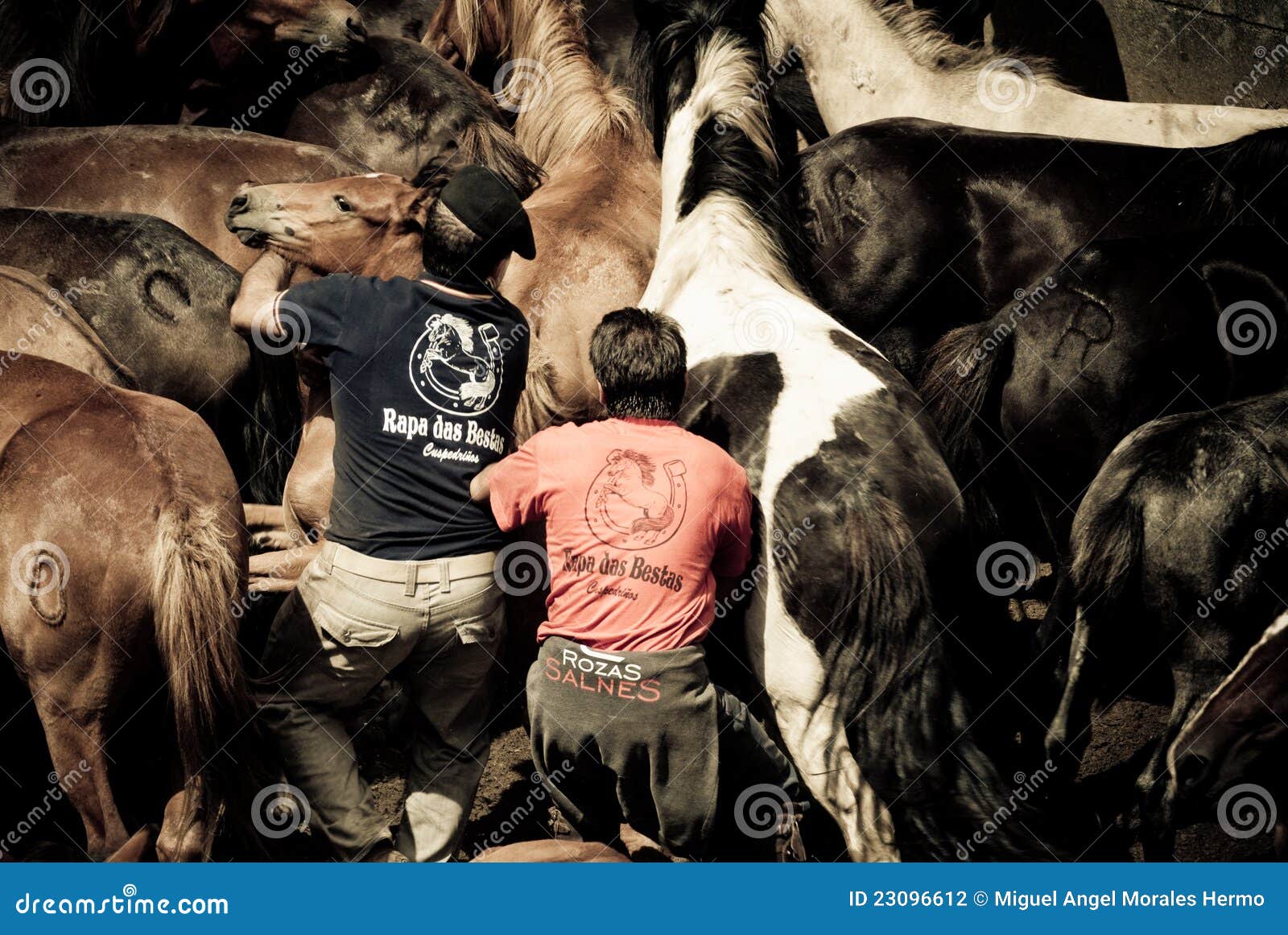 Trying To Tame a Wild Horse Editorial Photography - Image of curro ...