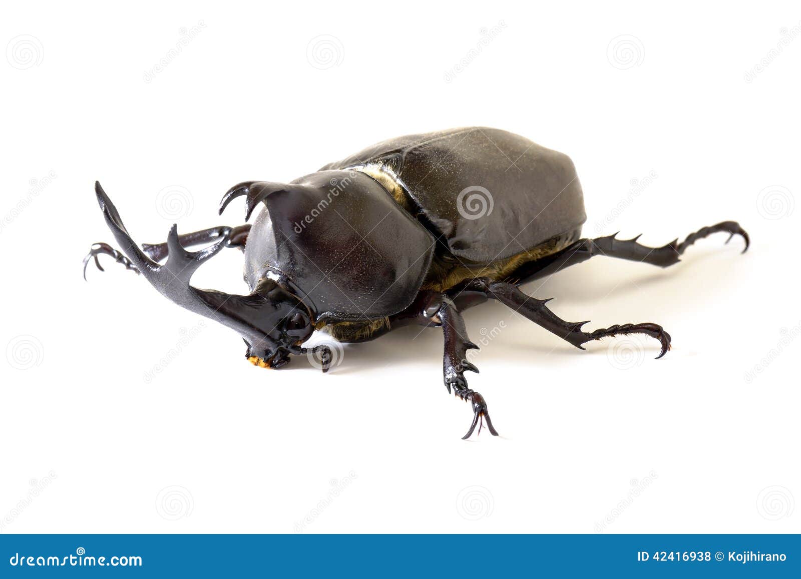 Trypoxylus dichotomus stock photo. Image of macro, nature - 42416938