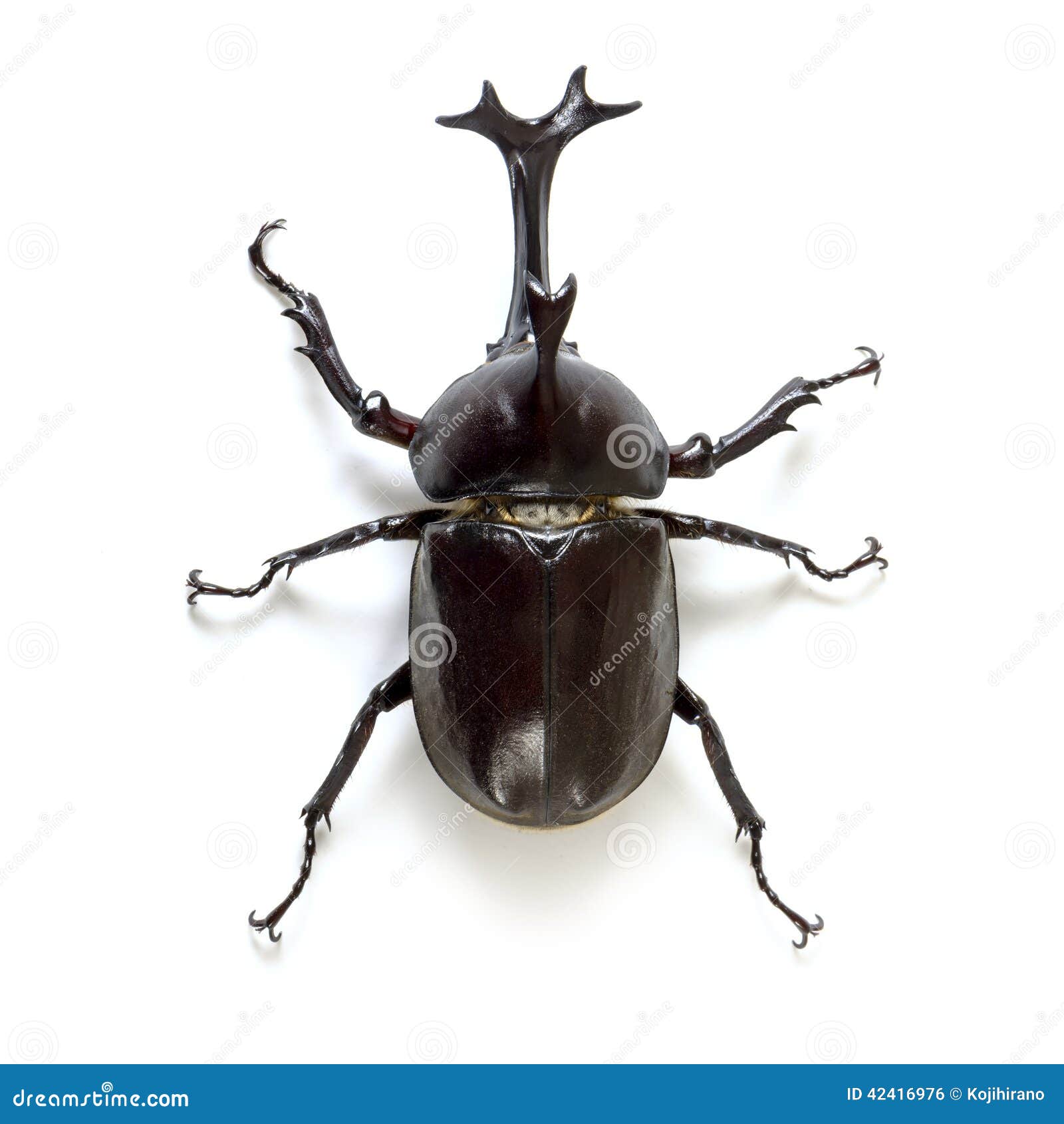 Trypoxylus Dichotomus On Black Background Royalty-Free Stock Photo ...