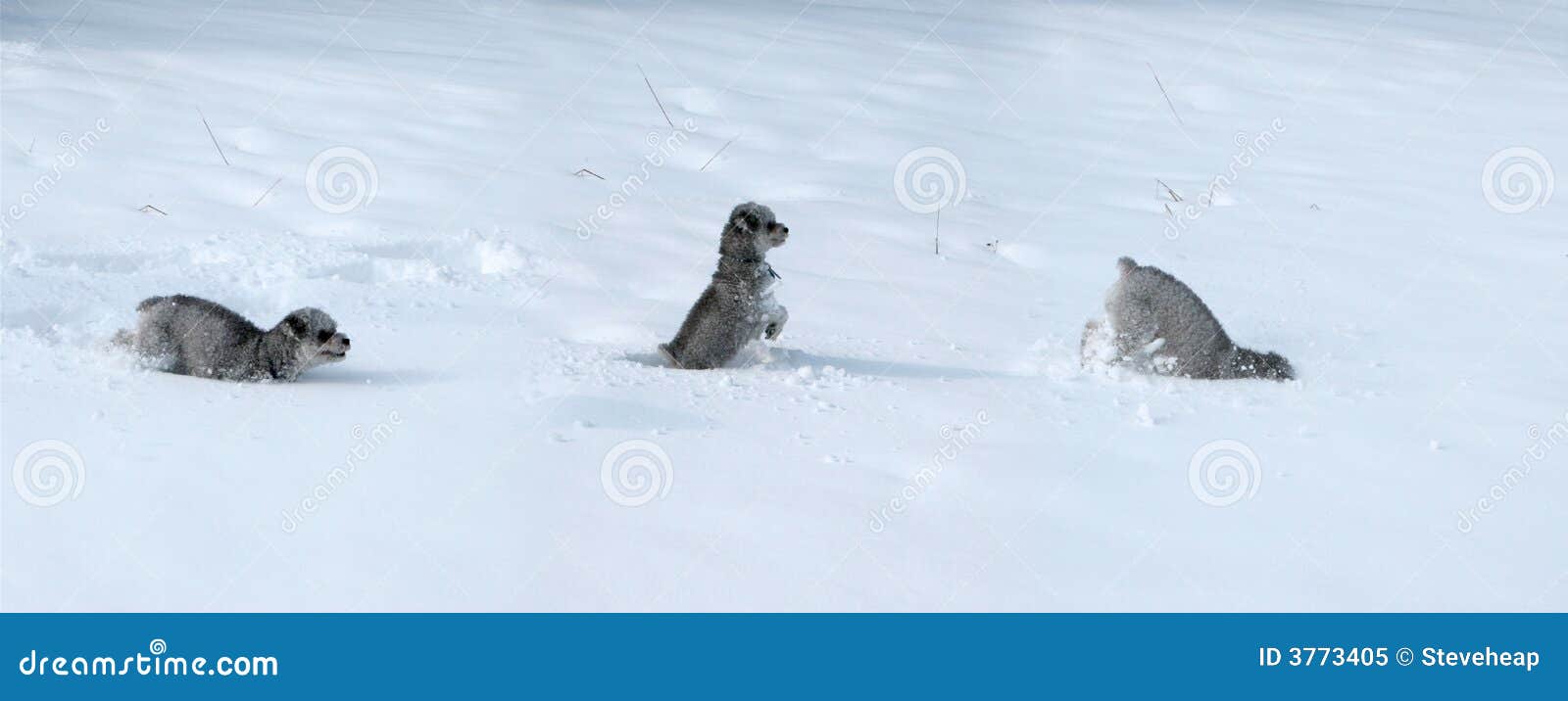 Tryptic of dog in snow stock image. Image of funny, grey - 3773405