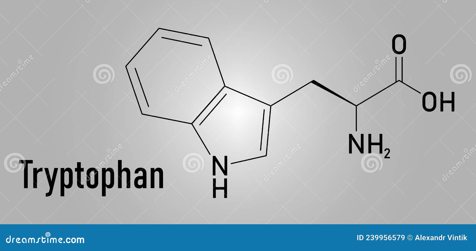 Tryptophan or L-tryptophan, Trp, W Amino Acid Molecule. Skeletal ... Tryptophan or L-tryptophan, Trp, W Amino Acid Molecule. Skeletal ...