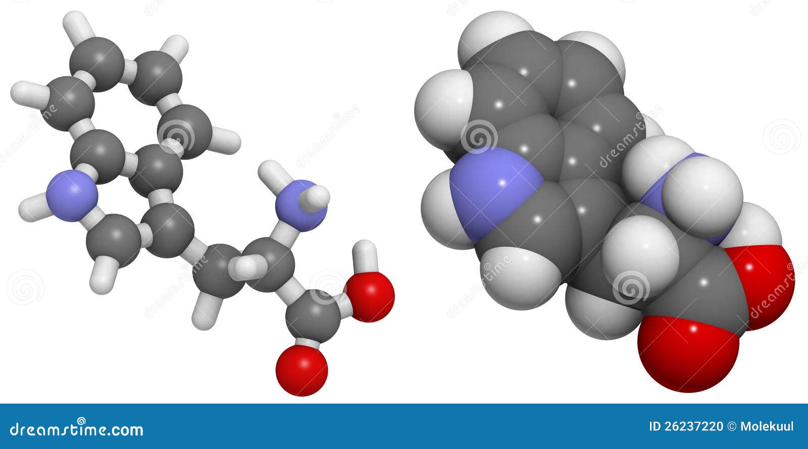 Tryptophan (Trp, W) Molecule Stock Illustration - Illustration of acid ...