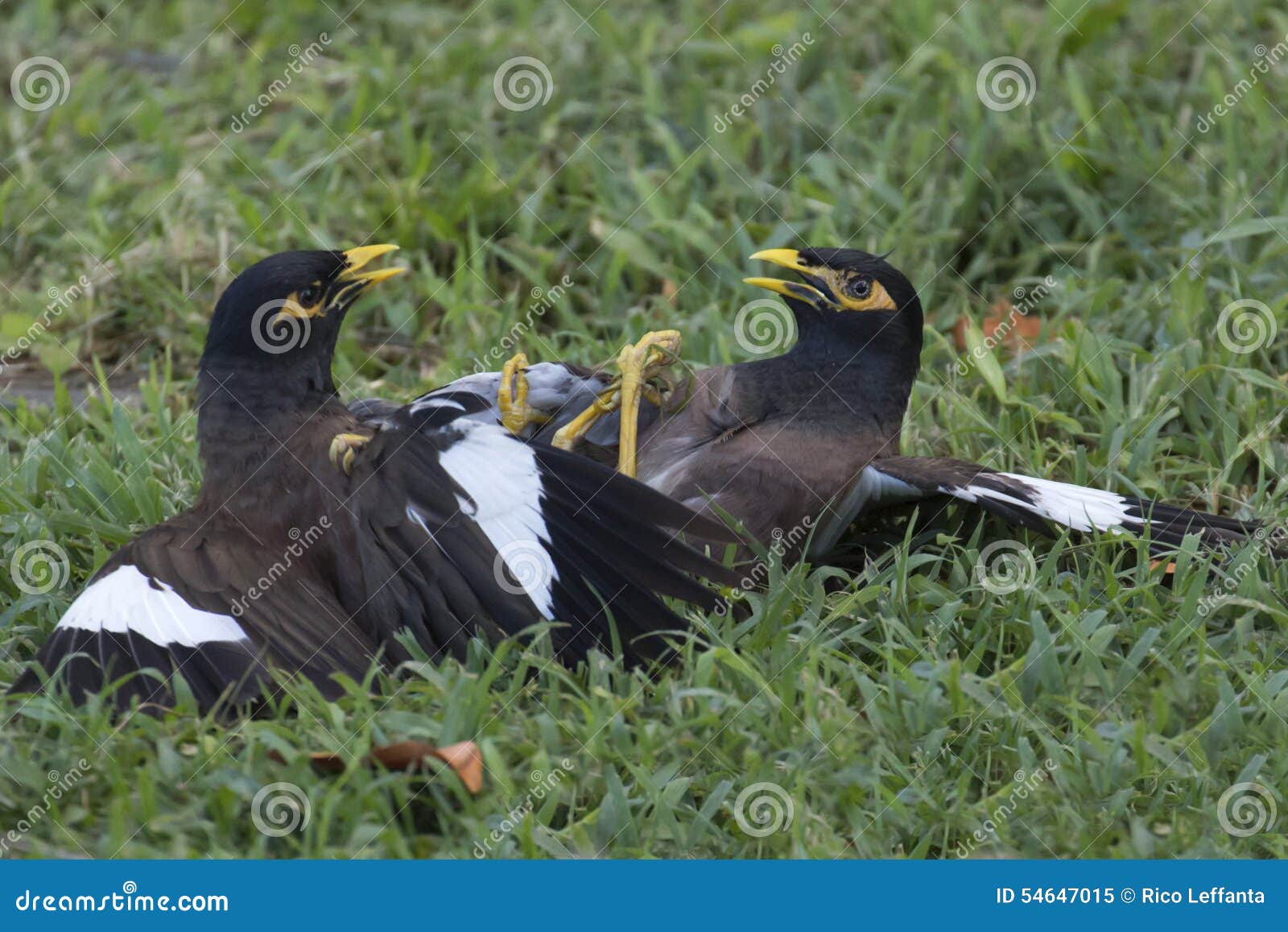 Tryst Trust stock image. Image of open, holding, squabbling - 54647015